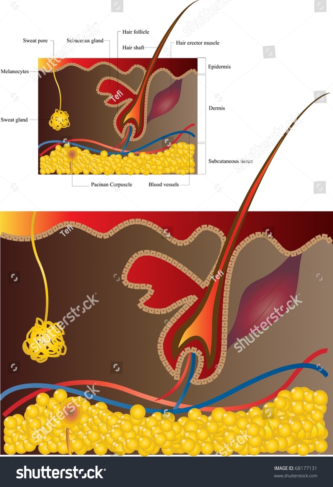 Vector Skin Anatomy Stock Vector (Royalty Free) 68177131 | Shutterstock