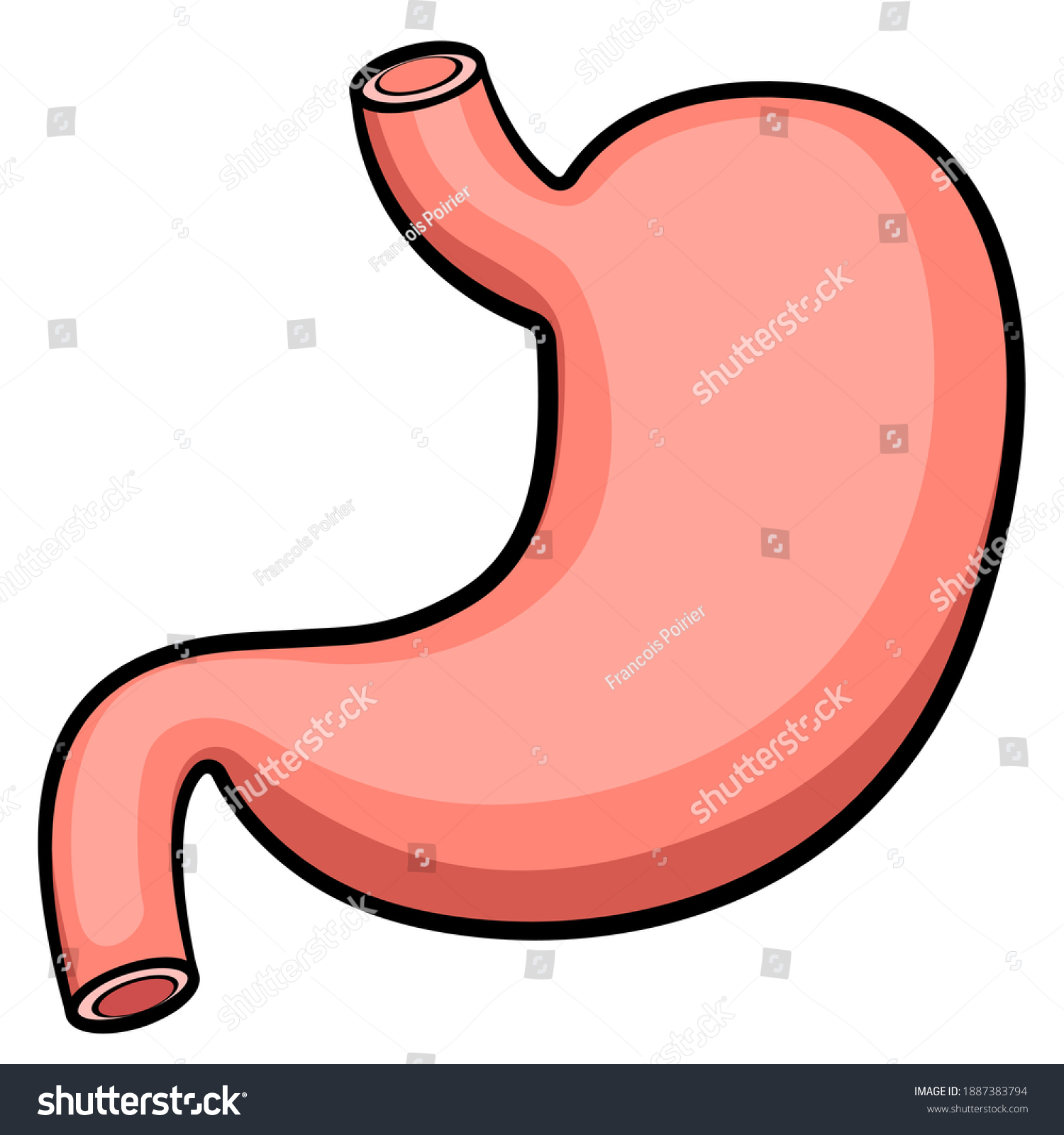 Vector Stomach Digestive System Organ Stock Vector (Royalty Free ...
