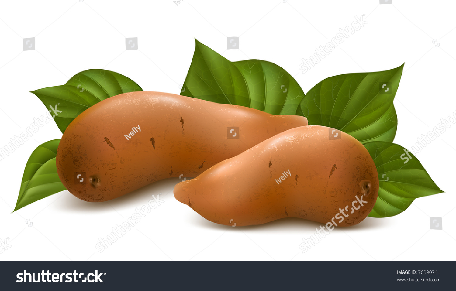 Vector Sweet Potato Leaves Stock Vector (Royalty Free) 76390741