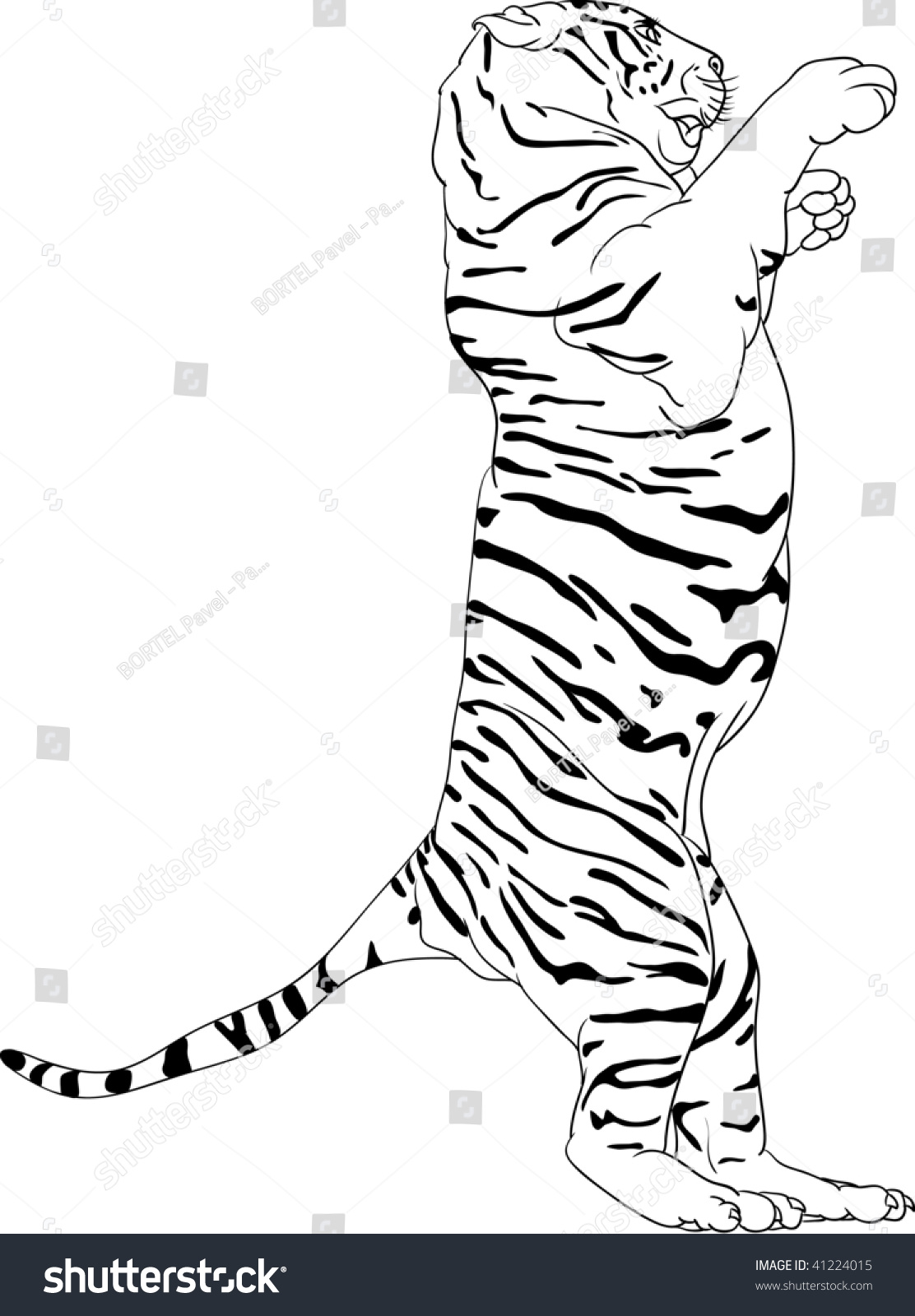 Vector Tiger Standing On Hind Legs Stock Vector 41224015 - Shutterstock