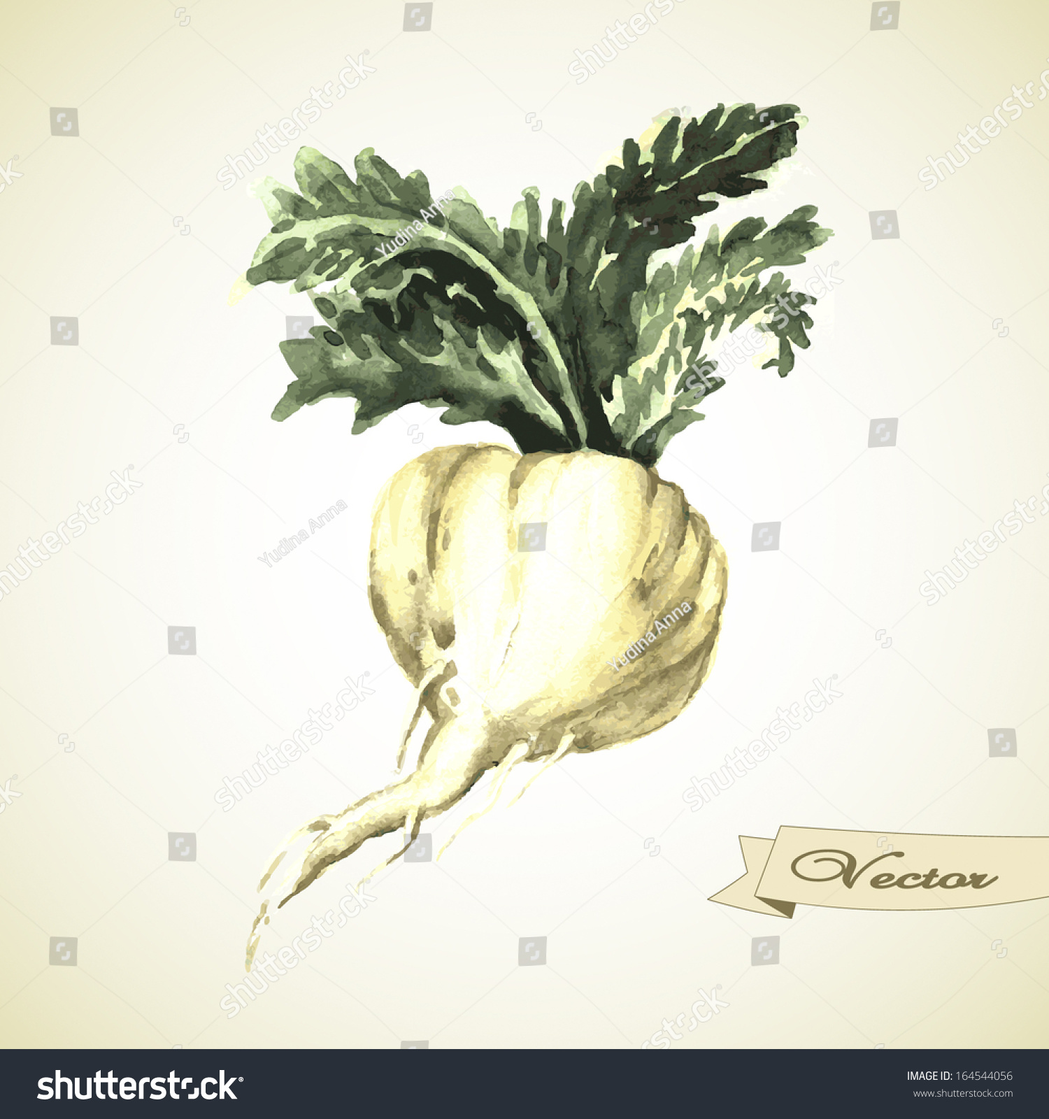 Vector Watercolor Maca Root Vector Illustration Stock Vector (Royalty ...