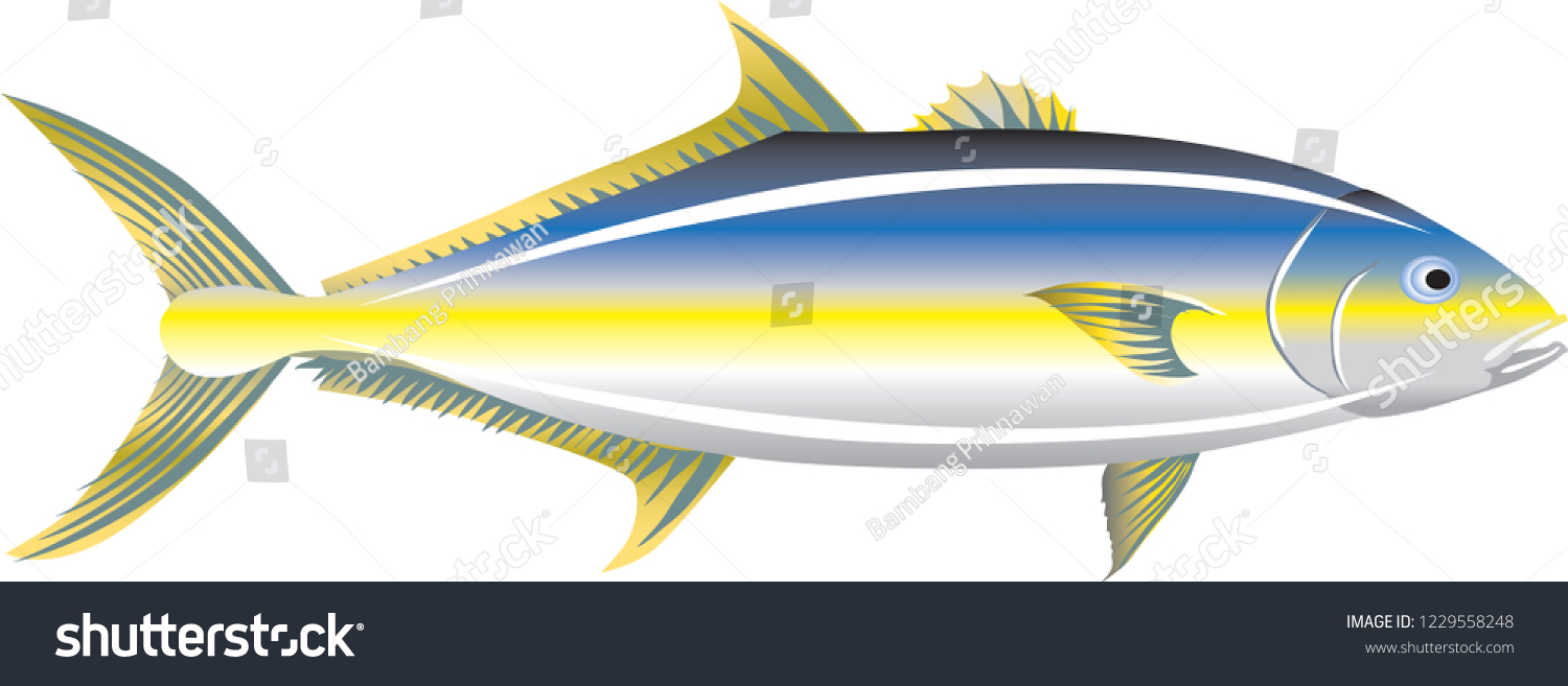 Vector Yellowtail Amberjack Marine Fish Stock Vector (Royalty Free ...