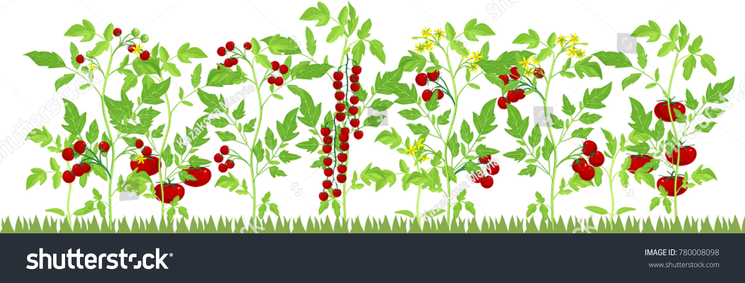 Vegetable Patch Fruiting Tomato Plants On Stock Vector (Royalty Free ...