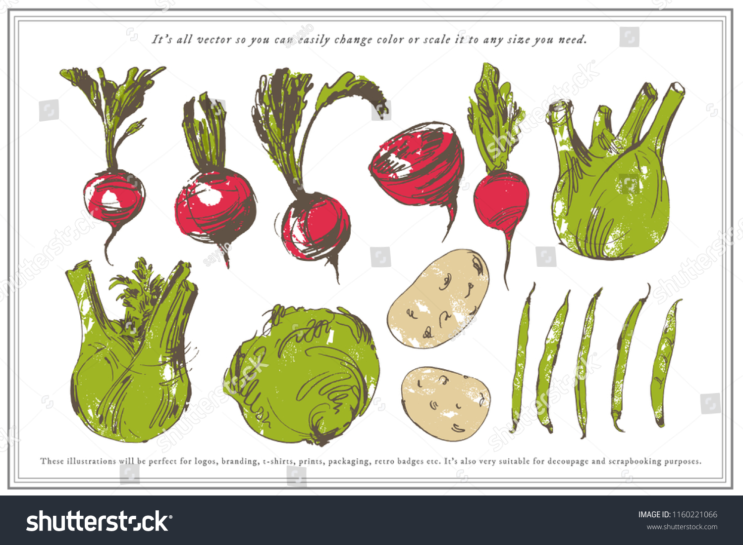 Vegetables Set Colour Illustration Vector Stock Vector (Royalty Free ...