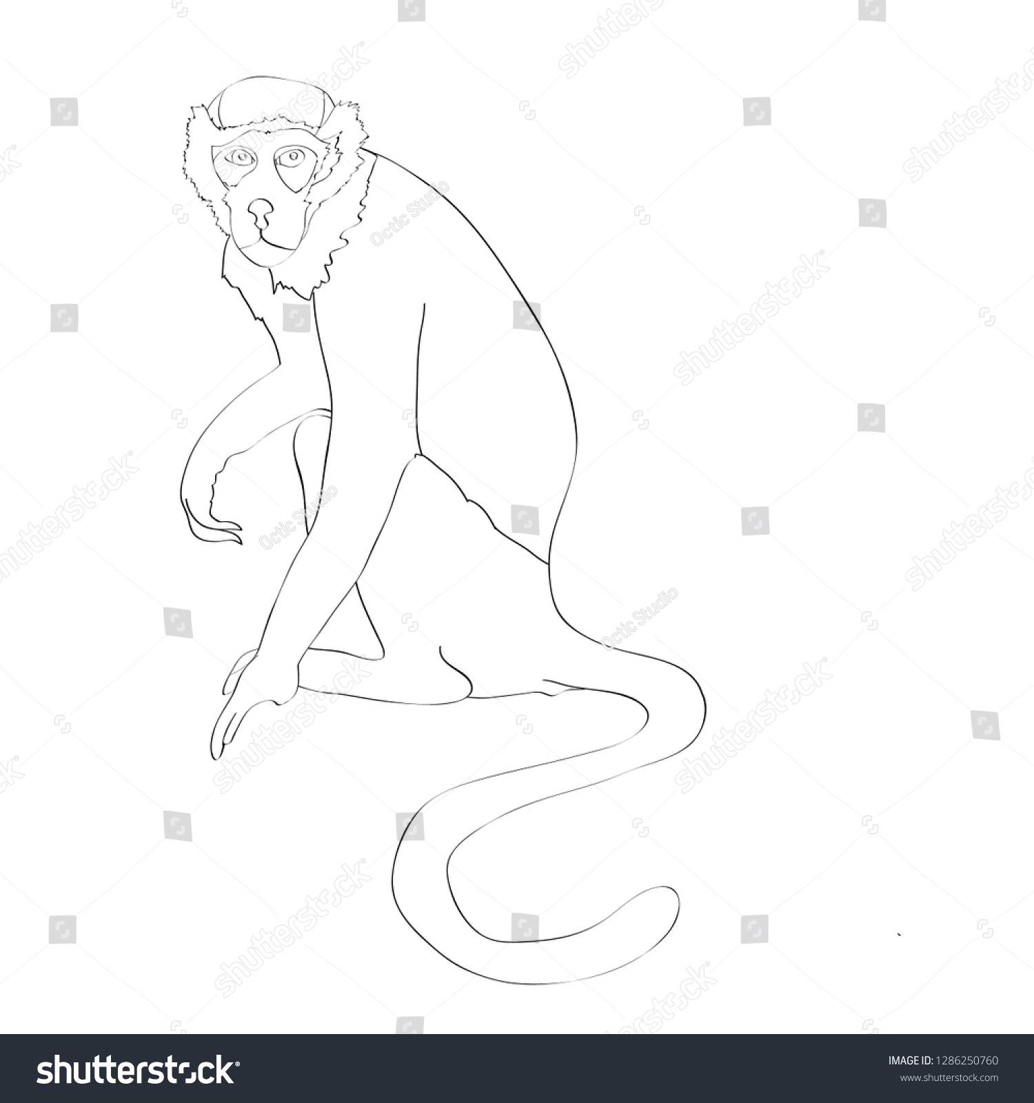 Vervet Monkey Line Drawing: เวกเตอร์สต็อก (ปลอดค่าลิขสิทธิ์) 1286250760 ...