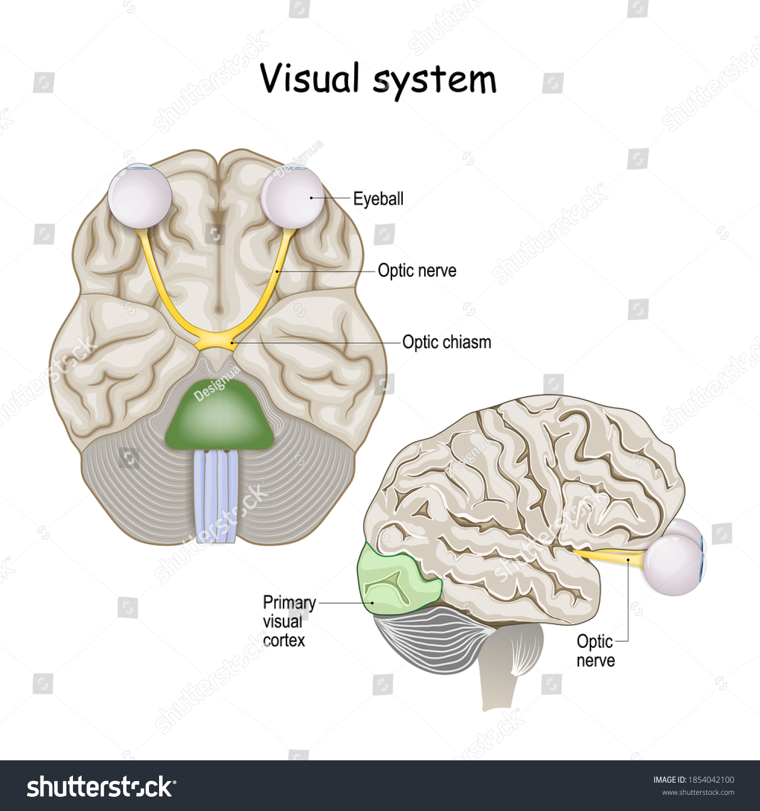 Visual System Brain Optic Nerve Eyeball: vetor stock (livre de direitos ...