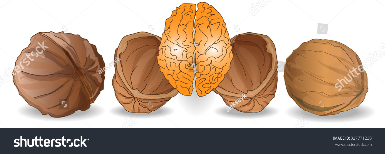Walnut Brain Illustration Isolated Stock Vector (Royalty Free ...