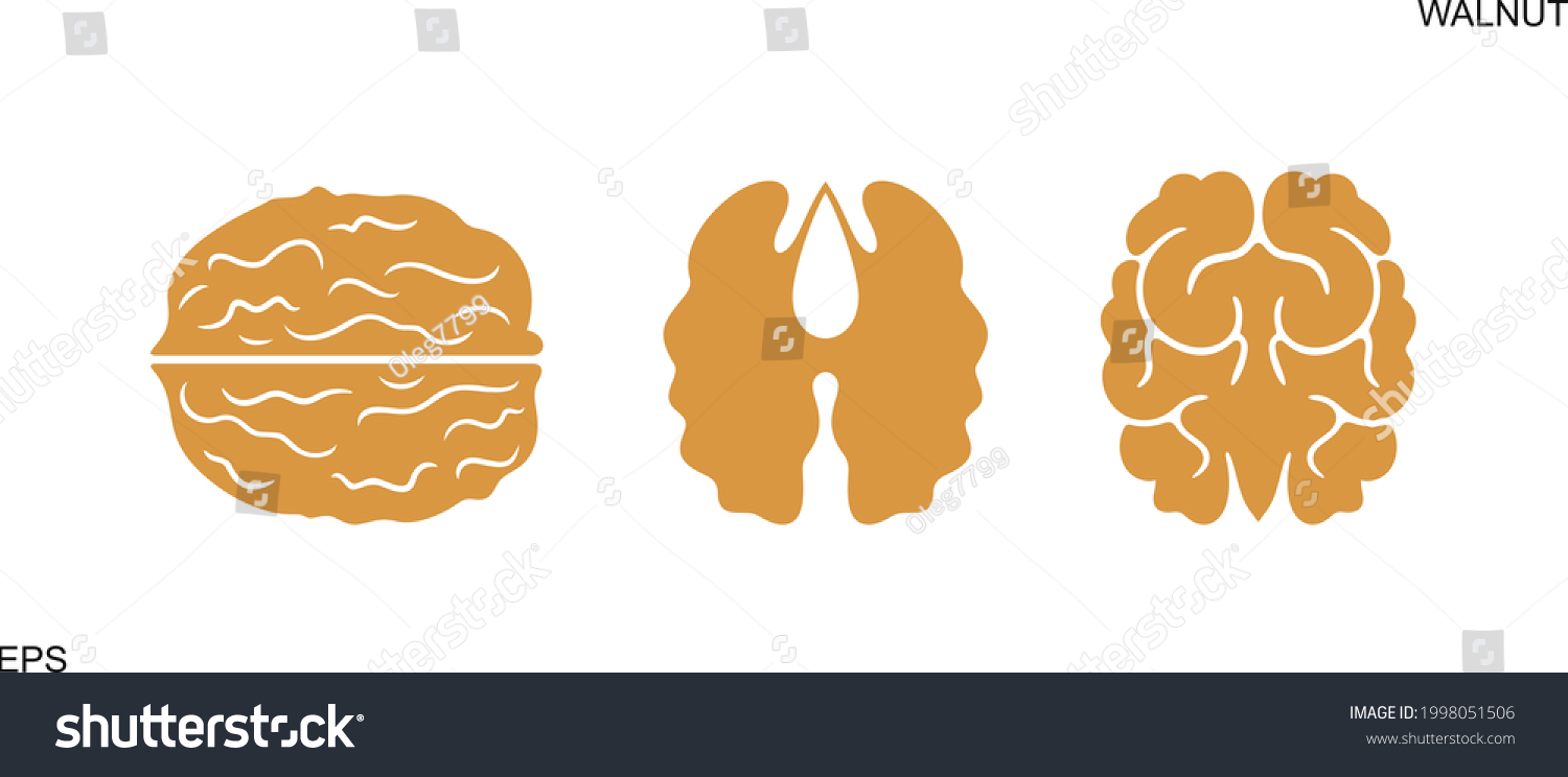 Walnut Logo Isolated Walnut On White Stock Vector (Royalty Free ...