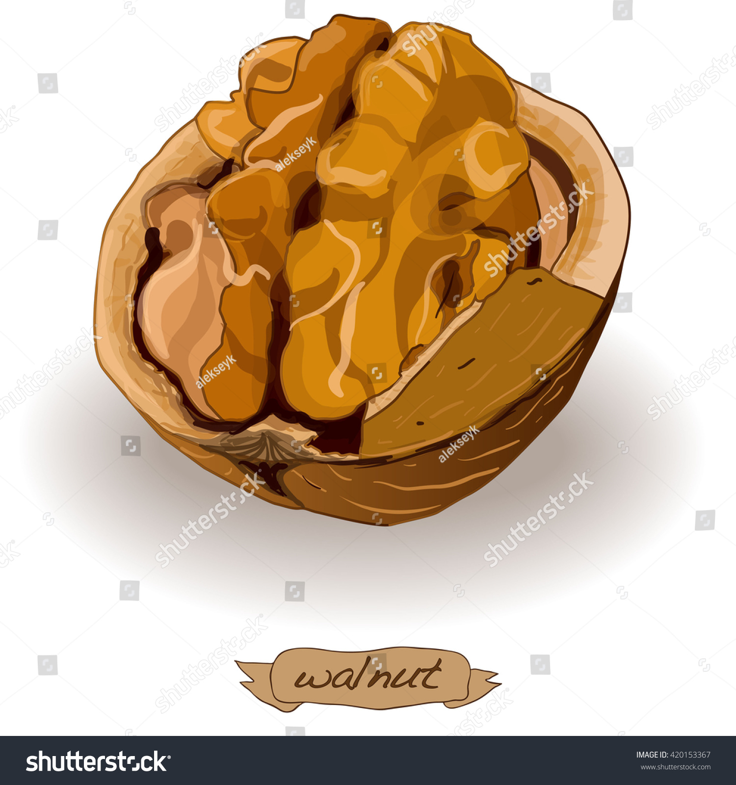 Walnut Vector Isolated Image On White Stock Vector (Royalty Free ...