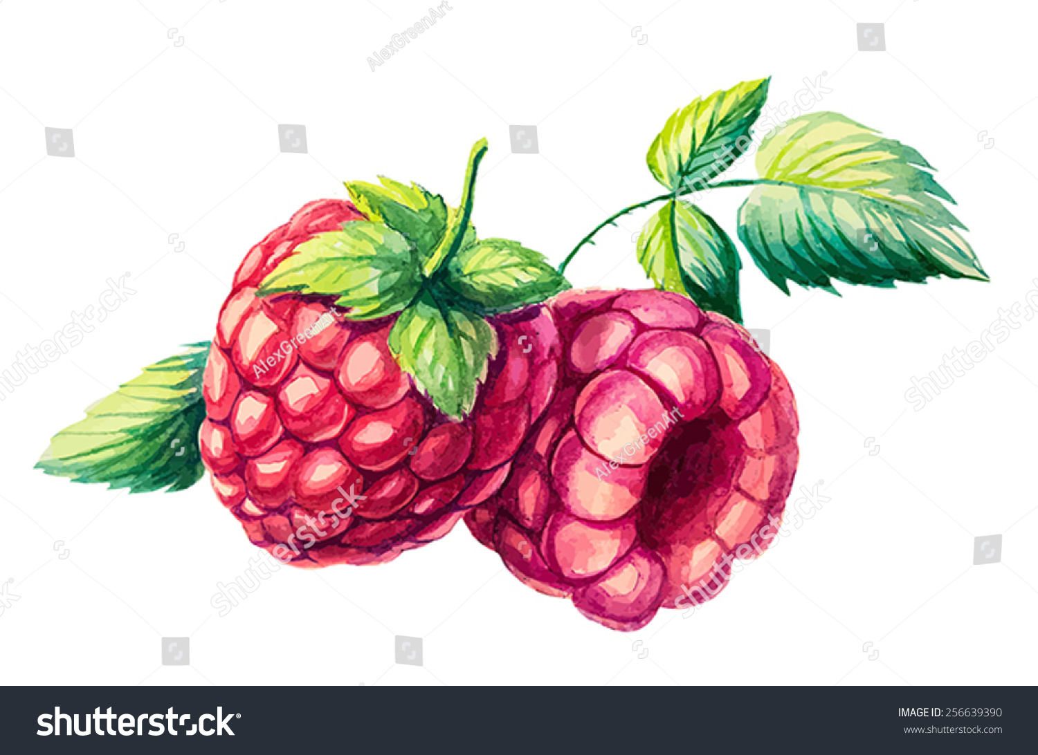 Watercolor Hand Draw Vector Raspberry Stock Vector 256639390 - Shutterstock
