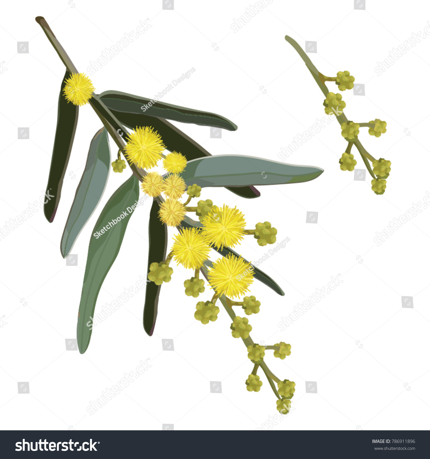239 Western australian golden wattle Images, Stock Photos & Vectors ...