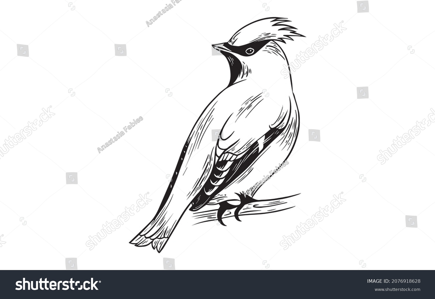 Waxwing Bird Beautiful Illustration Black White 库存矢量图(免版税)2076918628
