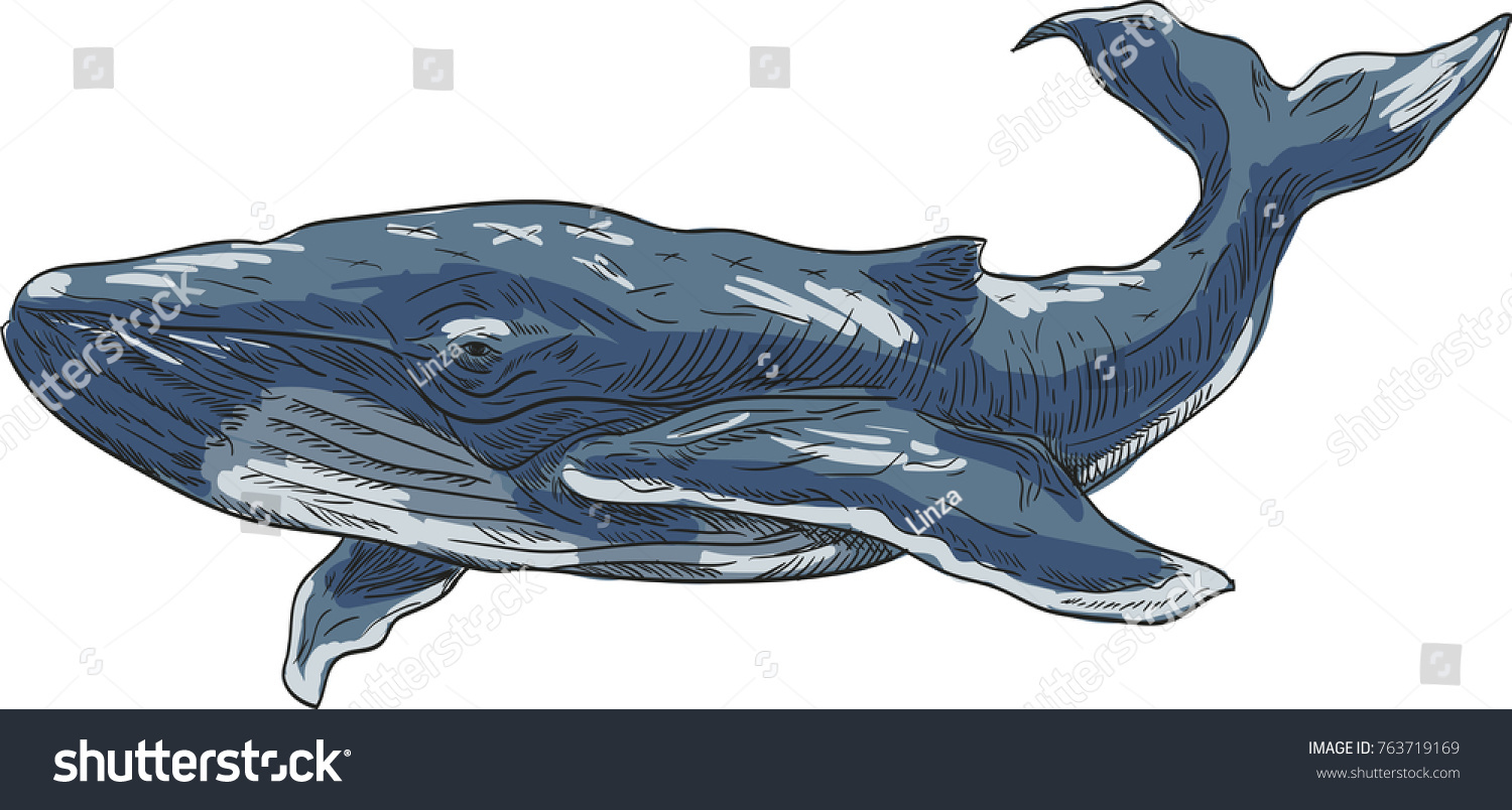 Whale Vector Drawing Illustration: vector de stock (libre de regalías ...