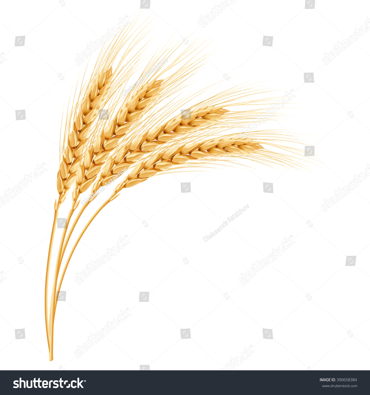 Wheat Realistic Vector Illustration Stock Vector (Royalty Free ...
