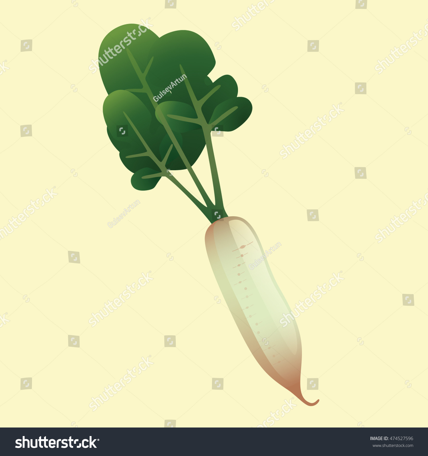 White Radish Vegetable Flat Vector Illustration Stock Vector (Royalty ...
