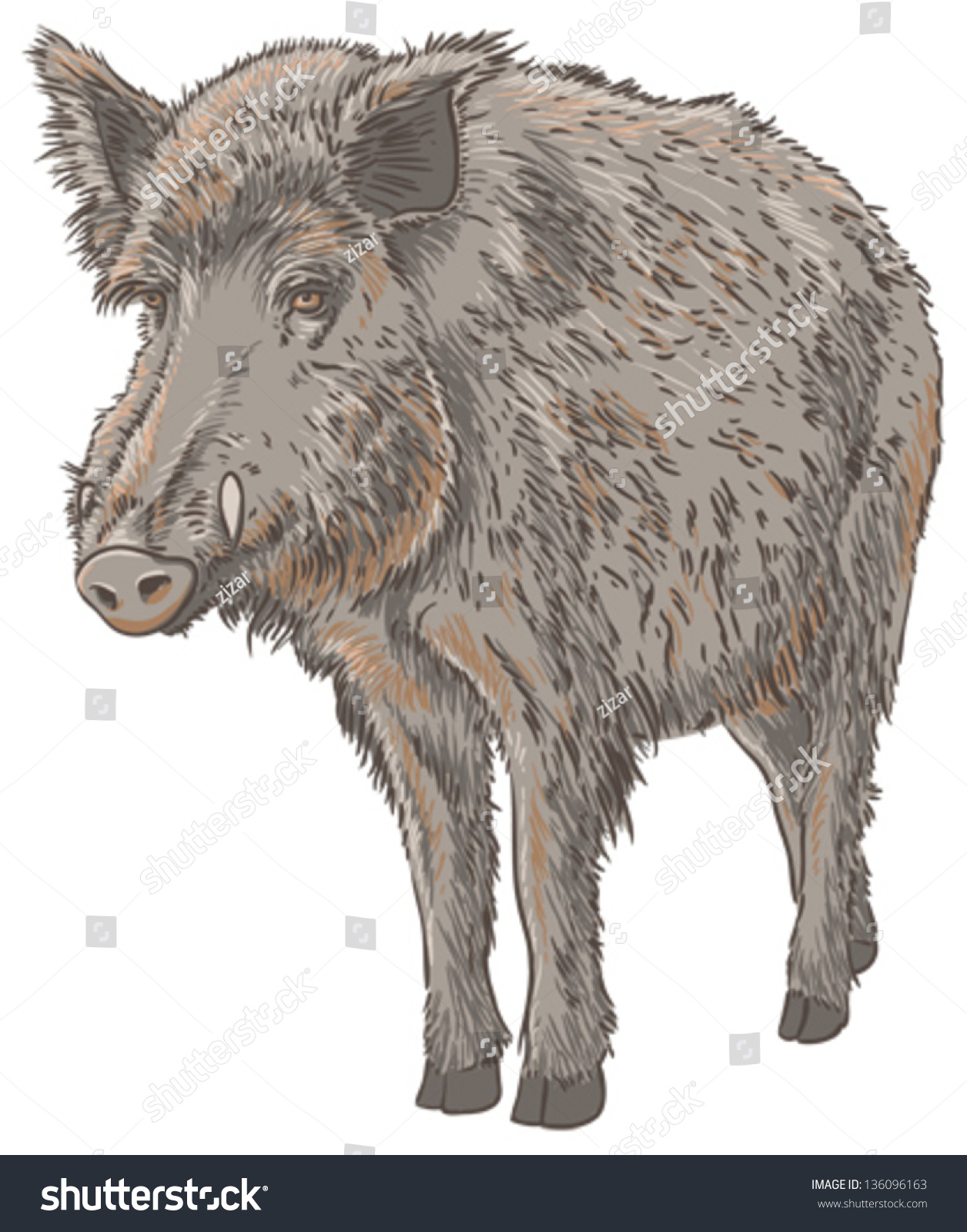 Wild Boar Isolated Vector Illustration Stock Vector 136096163 ...
