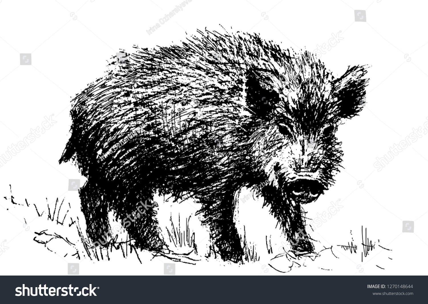 Wild Boar Line Drawing Stock Vector (Royalty Free) 1270148644 ...