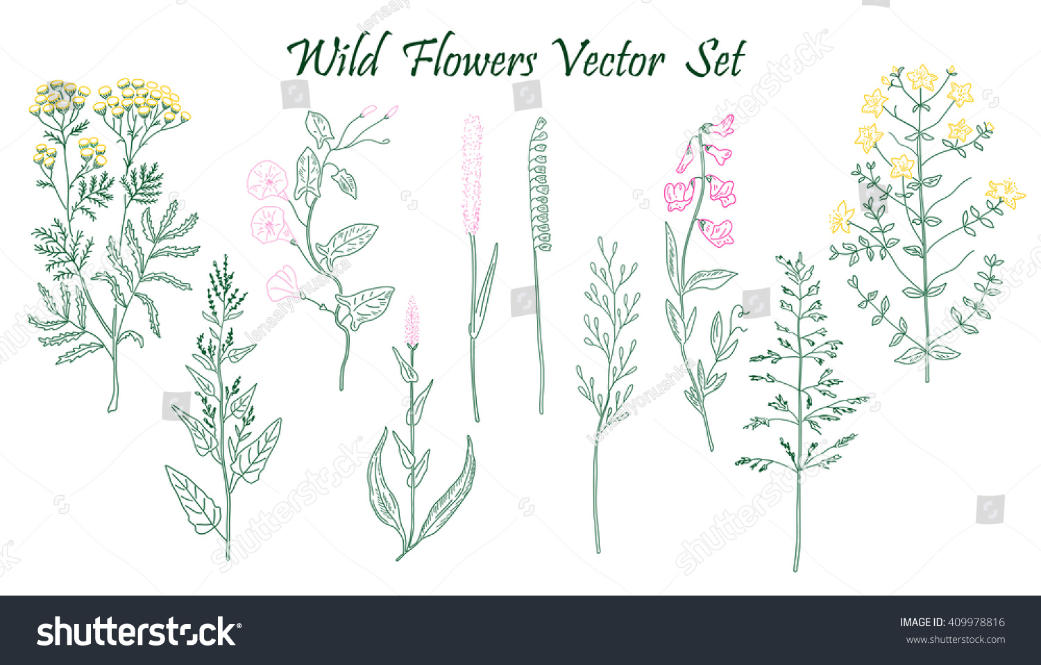 Wild Flowers Set Stock Vector (Royalty Free) 409978816