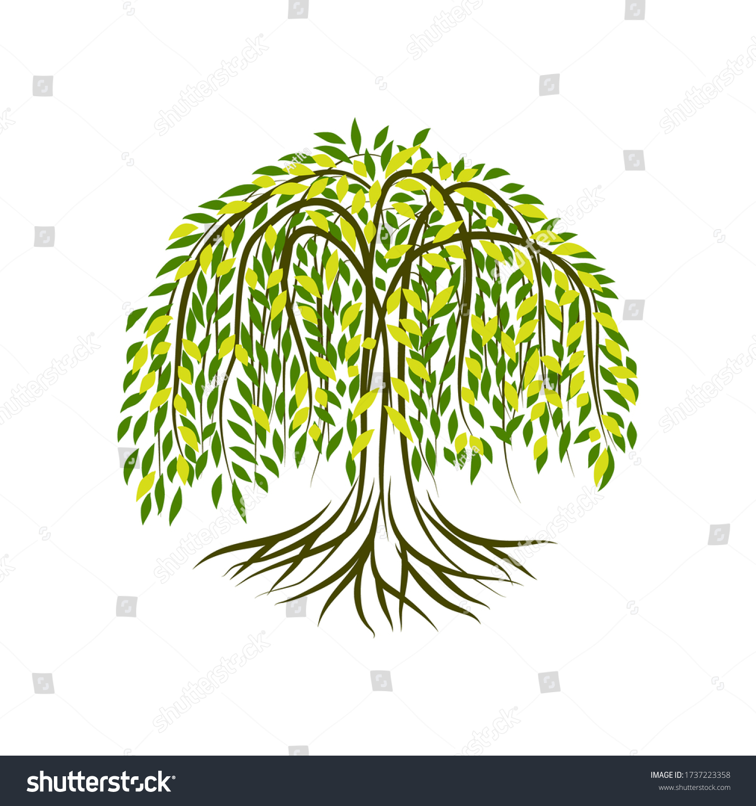 Willow tree : 144 977 images, photos et images vectorielles de stock ...