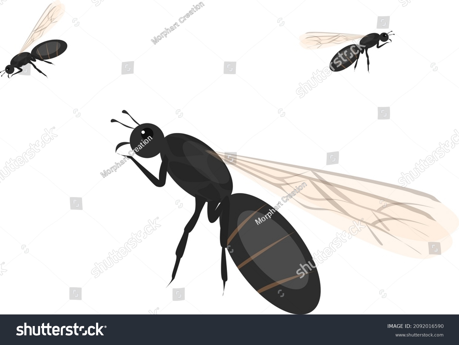 Winged Ant Illustration Vector On White Stock Vector (Royalty Free ...
