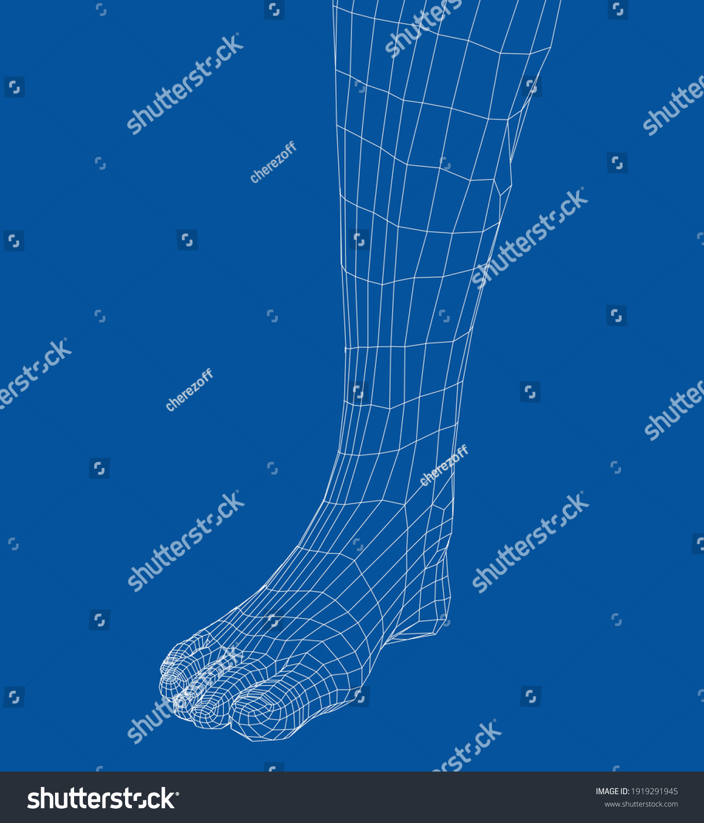 Wireframe Leg Closeup View Anatomy Concept Stock Vector (Royalty Free ...