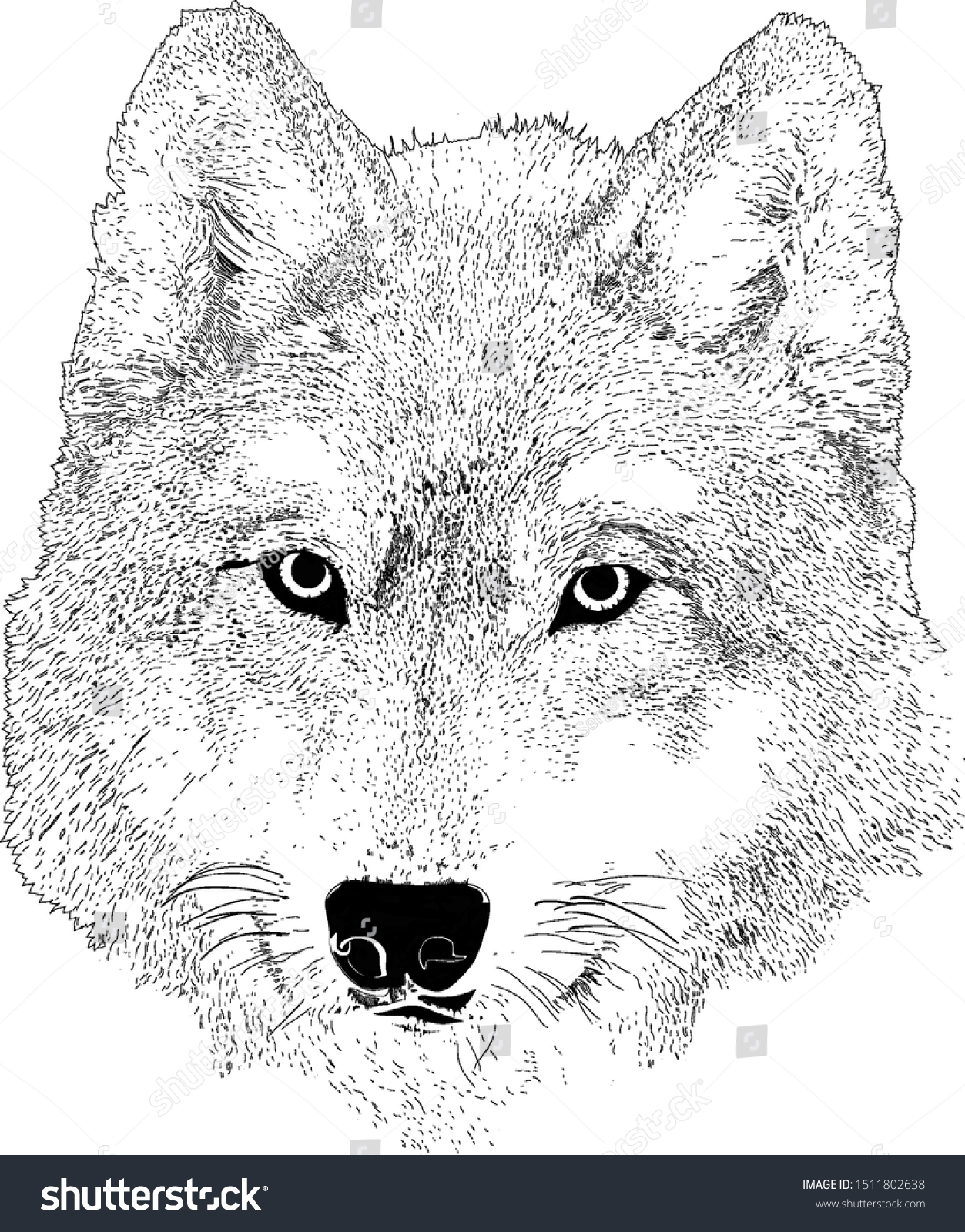 Wolf Head Graphic Vector Hand Drawn Stock Vector (Royalty Free) 1511802638