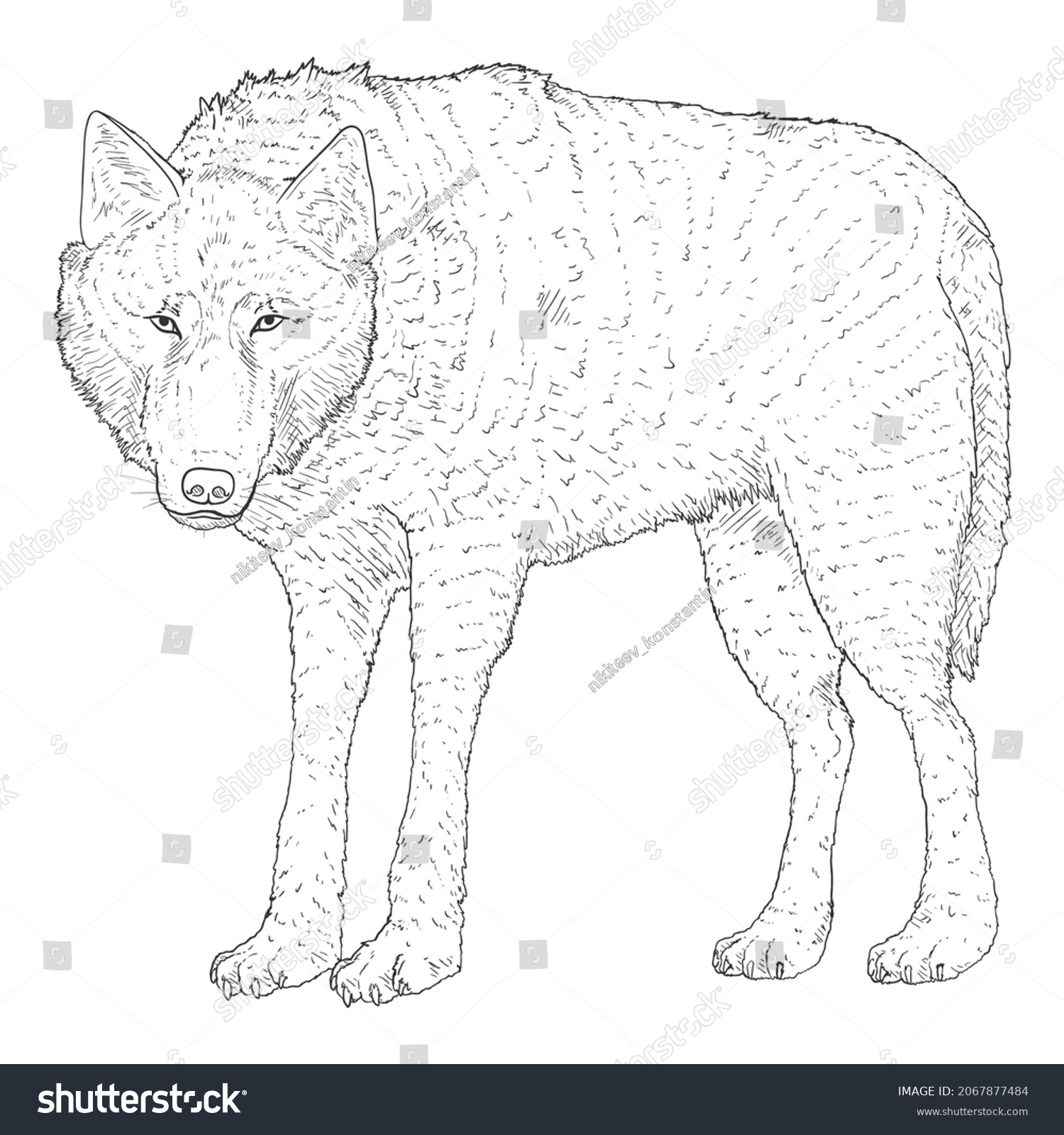 Wolf Standing Watching Vector Sketch Illustration Stock Vector (Royalty ...