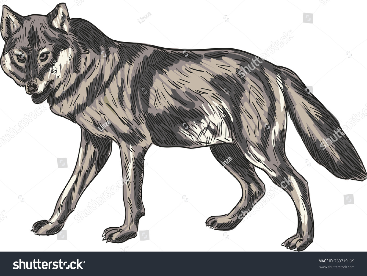 Wolf Vector Drawing Illustration Stock Vector (Royalty Free) 763719199