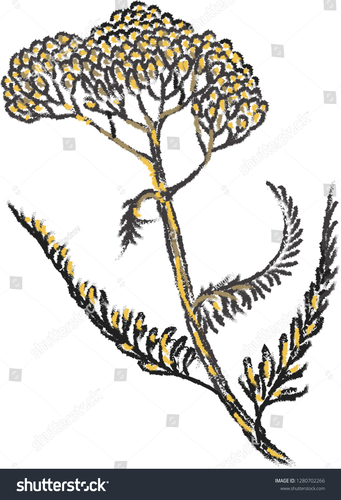 Yarrow Plant Vector Drawing Stock Vector (Royalty Free) 1280702266 ...