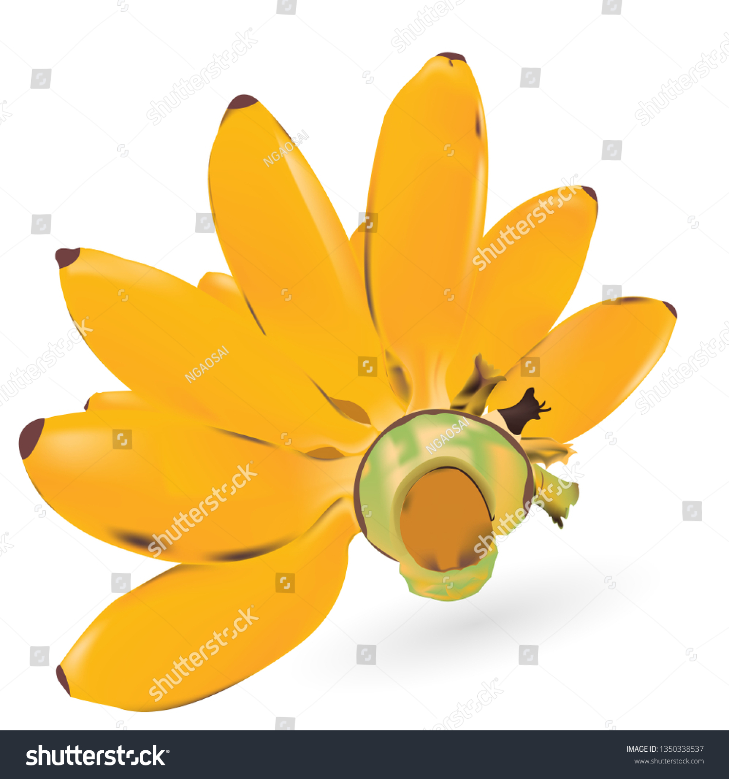 Yellow Banana Vector White Background Stock Vector (Royalty Free ...
