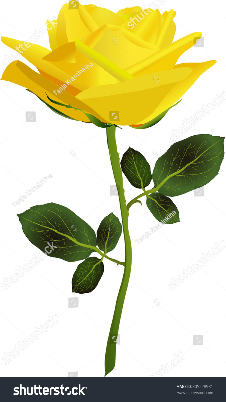 Yellow Rose On White Background Vector Stock Vector (Royalty Free ...