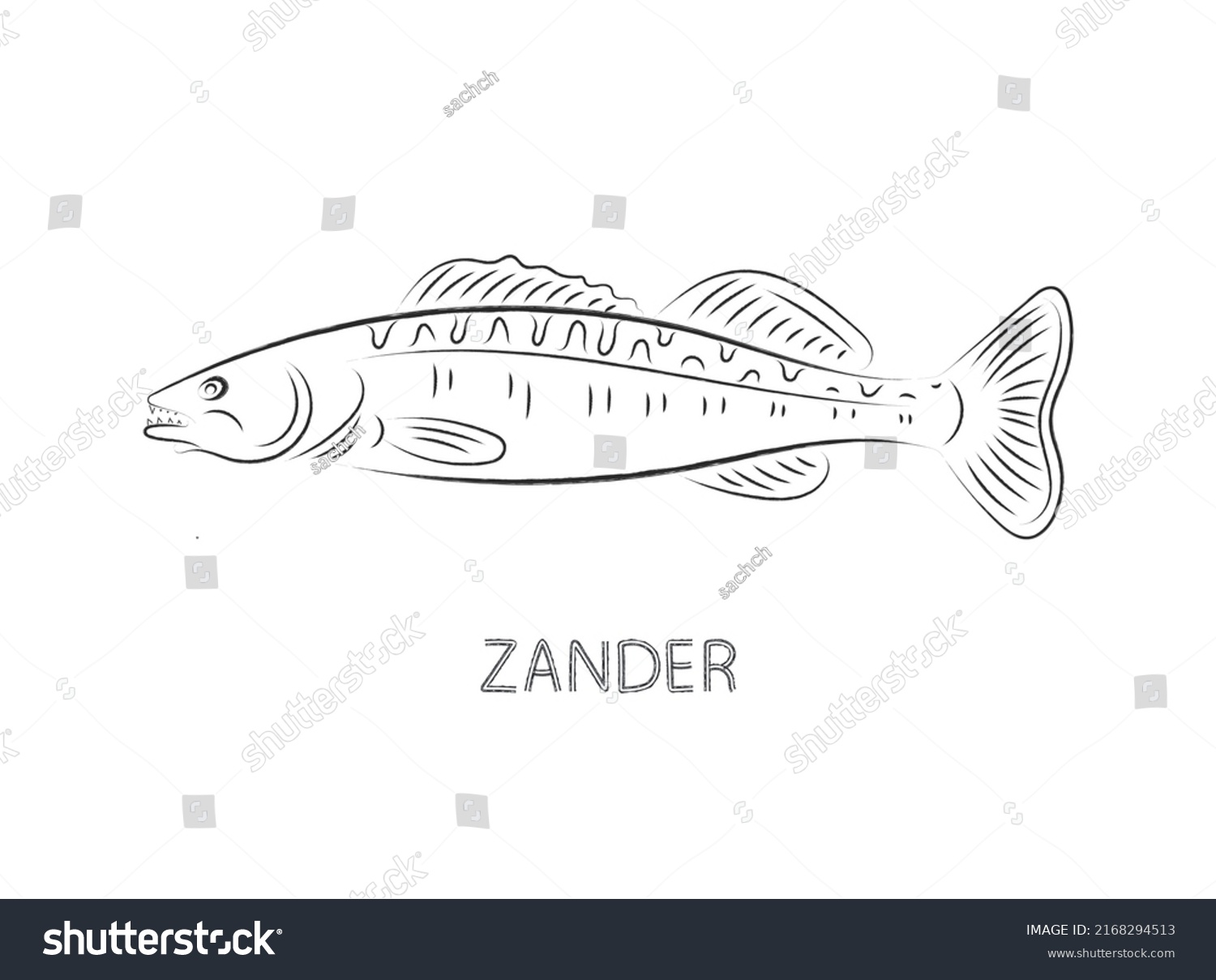 Zander Fish Isolated Vector Illustration Stock Vector (Royalty Free) 2168294513 | Shutterstock