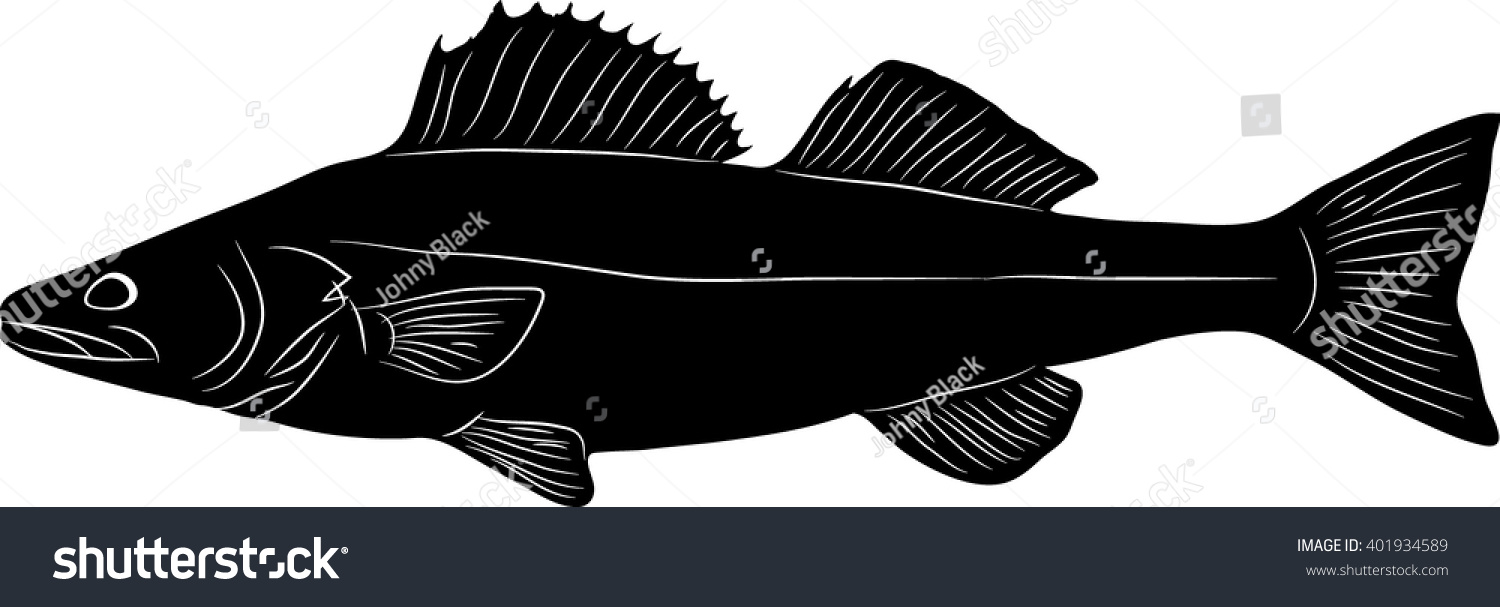 Zander Fish Vector Illustration: vector de stock (libre de regalías ...