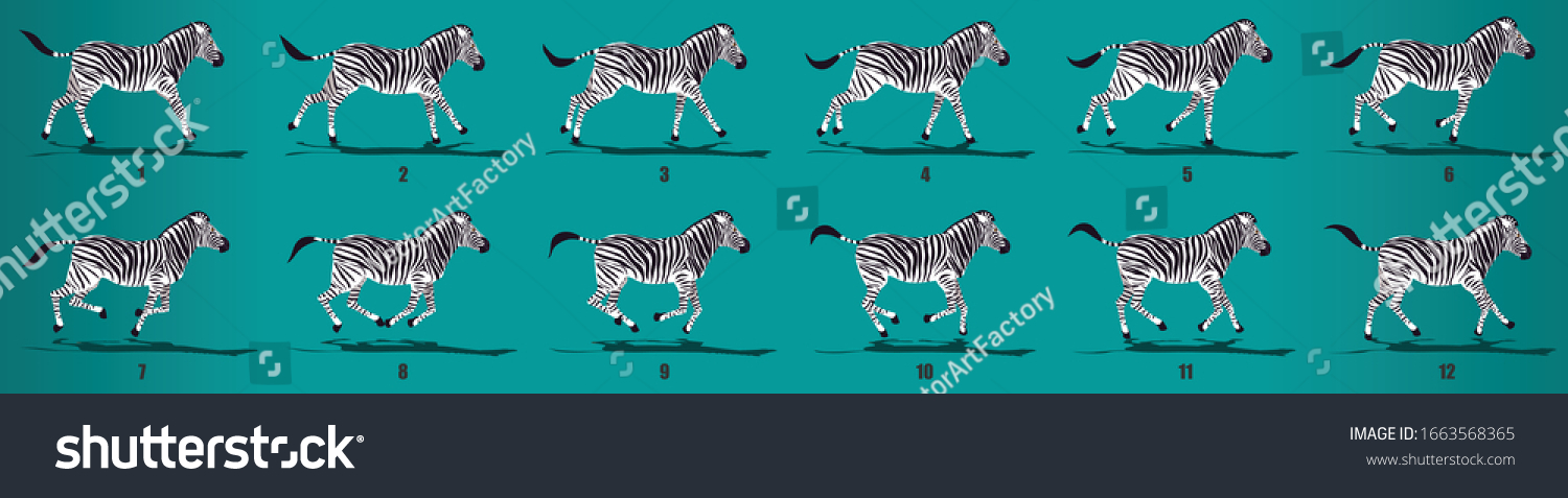 Zebra Run Cycle Animation Frames Loop Stock Vector (Royalty Free ...