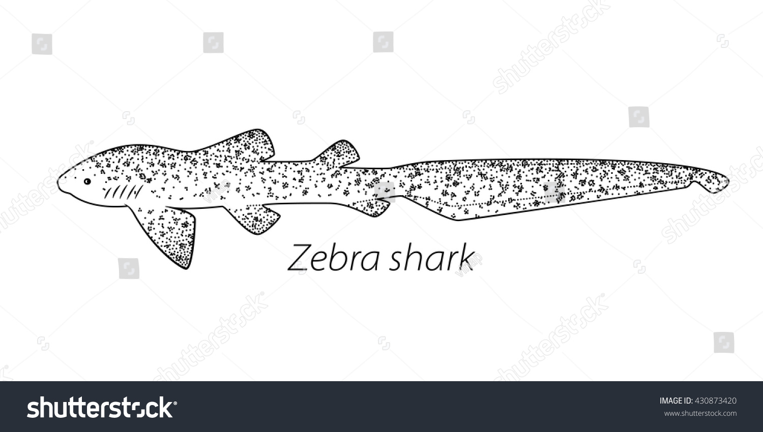 Zebra Shark Stippled Vector Illustration Stock Vector (Royalty Free ...