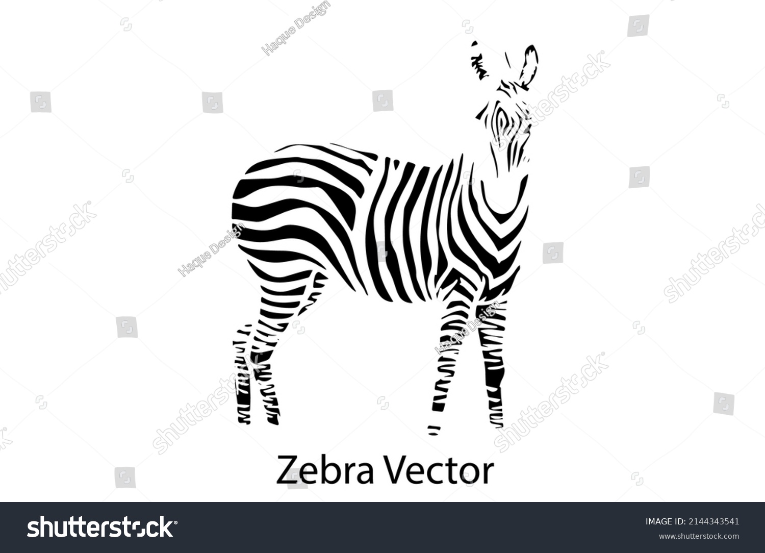 Zebra Standing Vector Zebra Standing White Stock Vector (Royalty Free ...